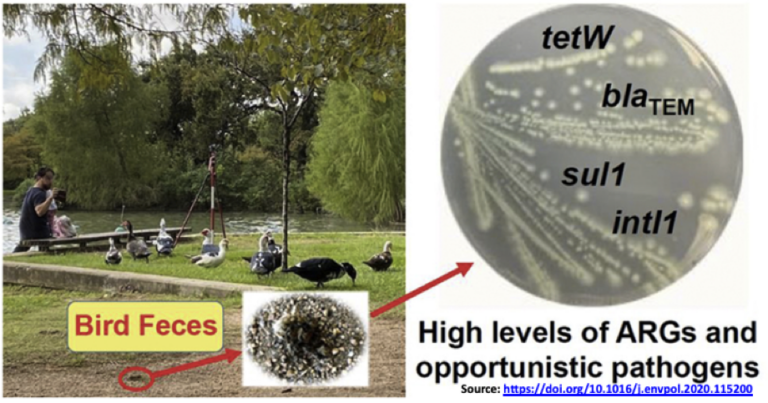 High levels of antibiotic resistance genes and opportunistic pathogenic ...
